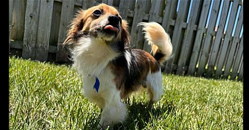 Columbia, TN - Papillon. Meet Rex ~ a Pet for Adoption - AdoptaPet.com