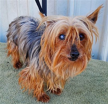 Mountain View, MO - Yorkie, Yorkshire Terrier. Meet Estelle a Pet for ...