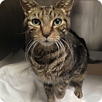 Philadelphia, PA - Domestic Shorthair. Meet HANK! a Pet for Adoption.