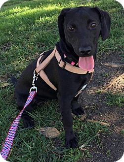 orange, CA - Labrador Retriever. Meet Amelie a Pet for Adoption.