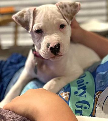 Grafton, OH - American Bulldog. Meet LEIA a Pet for Adoption ...