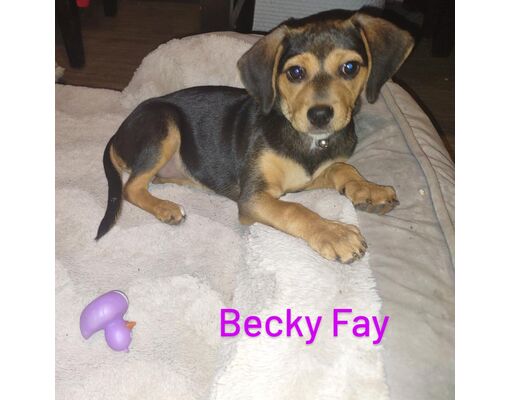 Cincinnati, OH - Beagle/Foxhound. Meet Becky Fay PF a Pet for Adoption ...