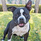 Boston Terrier Puppies - Boston Terrier Rescue and Adoption