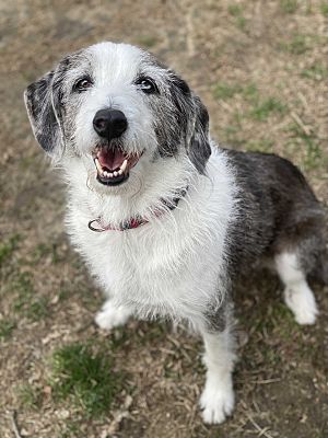 Peace Dale, RI - Border Collie/Dachshund. Meet Brenda a Pet for ...