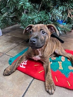Portland, OR - Shepherd (Unknown Type)/Terrier (Unknown Type, Medium ...