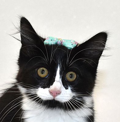 Springfield, OH - Domestic Mediumhair. Meet Kitka a Pet for Adoption ...