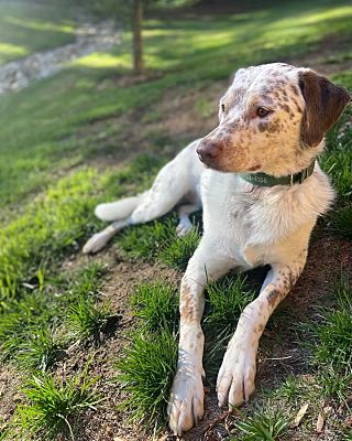 Charlotte, NC - Great Pyrenees/Australian Cattle Dog. Meet Boone a Pet ...
