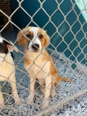 Greenville, NC - Australian Shepherd/Pointer. Meet Addy *Adoption ...