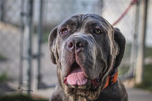 St. Louis, MO - Neapolitan Mastiff. Meet Sergio a Pet for Adoption ...
