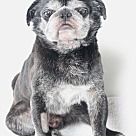 Pug Puppies - Pug Rescue and Adoption Near You