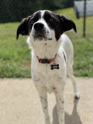 Fayetteville, NC - Border Collie/Mutt. Meet Jem a Pet for Adoption ...