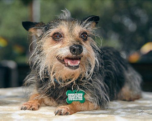 Bothell, WA - Chihuahua/Border Terrier. Meet Chuck (Charlie) a Pet for ...