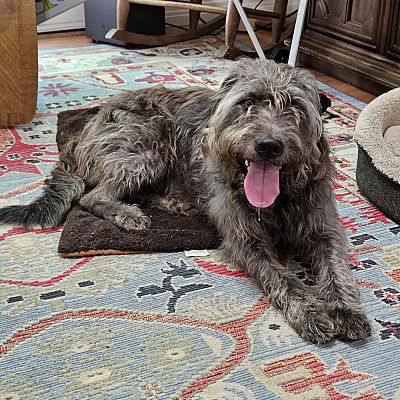 Dallas, TX - Irish Wolfhound/Poodle (Standard). Meet Harry a Pet for ...