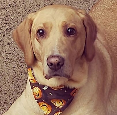 Oceanside, CA - Labrador Retriever. Meet Idunn a Pet for Adoption ...