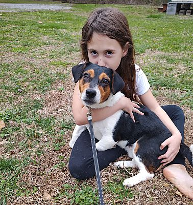 taylor, MI - Beagle/Mixed Breed (Medium). Meet piper a Pet for Adoption ...
