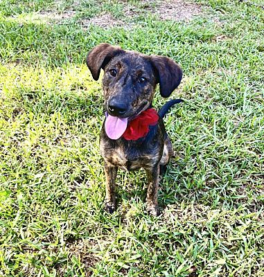 Houston, TX - Plott Hound/Labrador Retriever. Meet Miley a Pet for ...