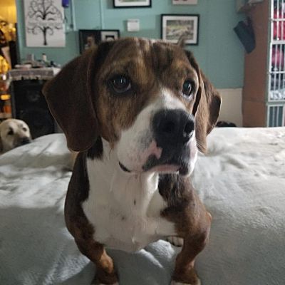 Indianapolis, IN - Beagle/English Bulldog. Meet Tessa a Pet for ...