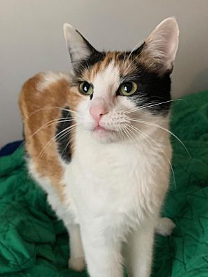 Overland Park, KS - Calico. Meet Lassie a Pet for Adoption - AdoptaPet.com