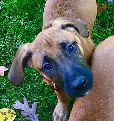 Bedford Hills, NY - Rhodesian Ridgeback/Coonhound. Meet Michelangelo a ...