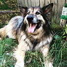 Collie Puppies - Collie Rescue and Adoption Near You