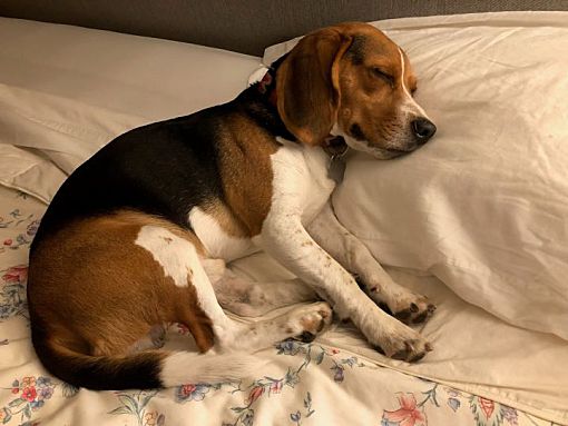 TULSA, OK - Beagle. Meet Wyatt a Pet for Adoption - AdoptaPet.com