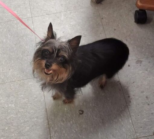 Tulsa, OK - Yorkie, Yorkshire Terrier. Meet Gypsy a Pet for Adoption ...