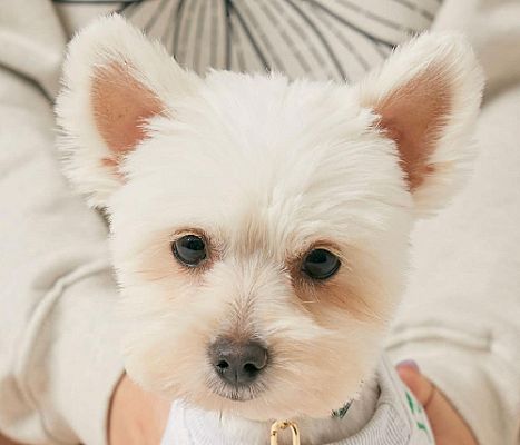 San Ramon, CA - Maltese. Meet Aurora a Pet for Adoption - AdoptaPet.com