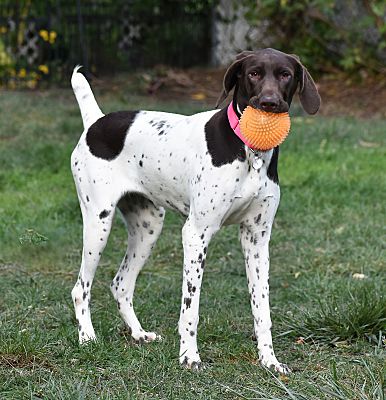 Wood Dale, IL - German Shorthaired Pointer. Meet Ingrid- Illinois a Pet ...