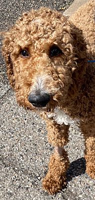 St. George, UT - Poodle (Miniature). Meet Copper a Pet for Adoption ...
