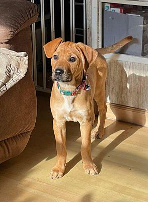 East Hartford, CT - Black Mouth Cur/Mixed Breed (Medium). Meet Faith in ...