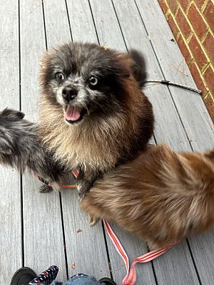 Va Beach, VA - Pomeranian. Meet Autumn a Pet for Adoption - AdoptaPet.com