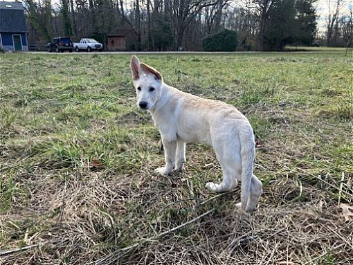 Sterling, VA - German Shepherd Dog. Meet Grayson 6706 a Pet for ...