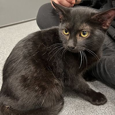 Sheboygan, WI - Domestic Shorthair. Meet Grady a Pet for Adoption ...