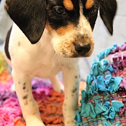 Hagerstown, MD - Beagle/English Pointer. Meet Guinevere a Pet for ...