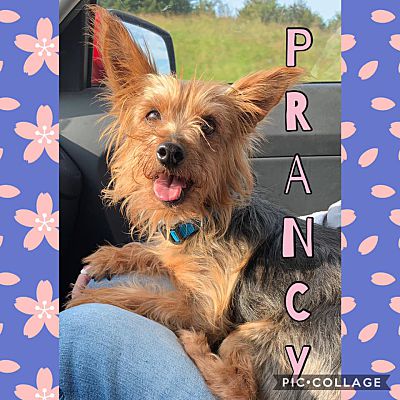 Enid, OK - Yorkie, Yorkshire Terrier. Meet Prancy a Pet for Adoption ...