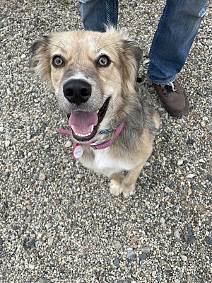 Oxford, MI - Retriever (Unknown Type)/Labrador Retriever. Meet happy ...