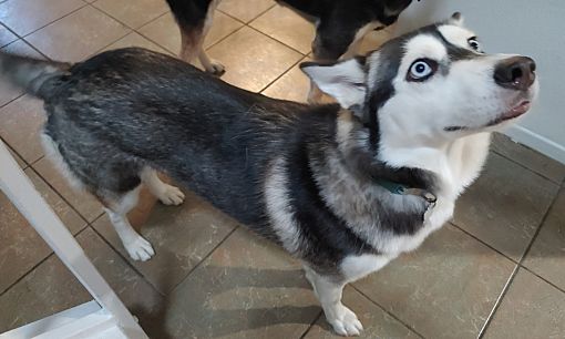 Montebello, CA - Husky. Meet Masha Mallow a Pet for Adoption ...