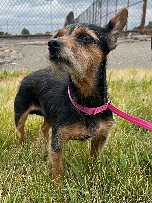 Wyandotte, MI - Yorkie, Yorkshire Terrier. Meet EVIE a Pet for Adoption ...