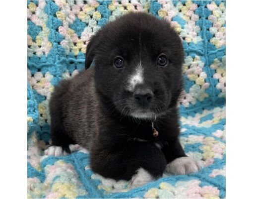 Monticello, IA - Australian Shepherd/Pointer. Meet Faith a Pet for ...