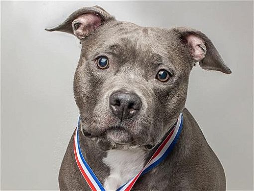 Denver, CO - Pit Bull Terrier. Meet NALA a Pet for Adoption - AdoptaPet.com