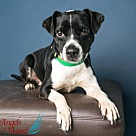 Boston Terrier Puppies - Boston Terrier Rescue and Adoption