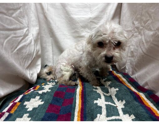 Winter Haven, FL - Maltese. Meet A1196876 a Pet for Adoption ...