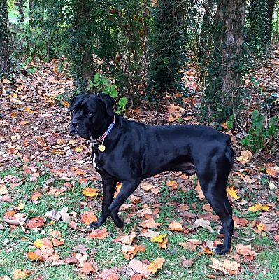 Alexandria, VA - Cane Corso. Meet Conway Corso a Pet for Adoption ...