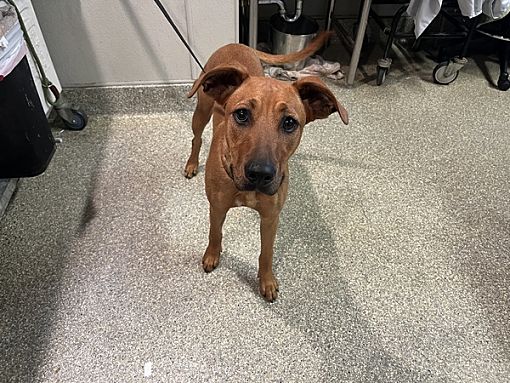 Pomona, CA - Rhodesian Ridgeback. Meet 38568 a Pet for Adoption ...