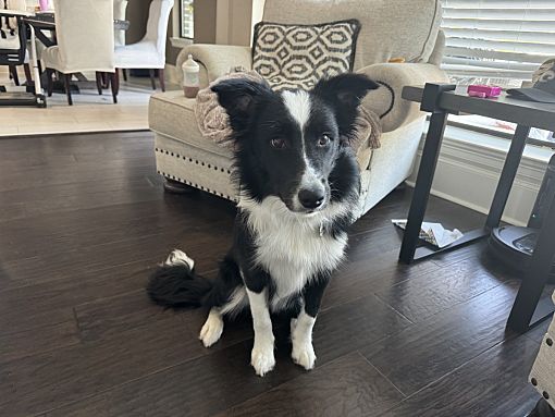League City, TX - Border Collie. Meet Sammy a Pet for Adoption ...