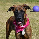 Great Dane Puppies - Great Dane Rescue and Adoption Near You