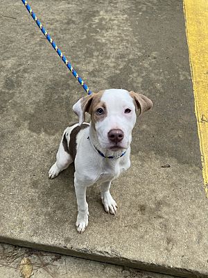 Birmingham, AL - Pit Bull Terrier. Meet Gina a Pet for Adoption ...