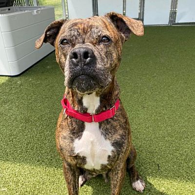Concord, NC - Boxer/Mixed Breed (Medium). Meet Bailey a Pet for ...