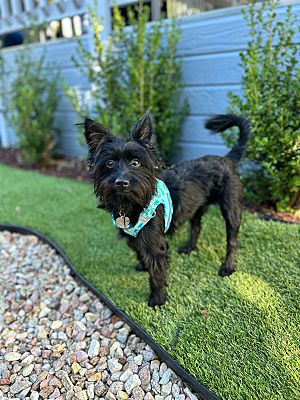 San Diego, CA - Yorkie Poo. Meet Zuko a Pet for Adoption - AdoptaPet.com