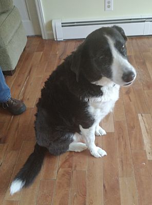 Stanfordville, NY - Border Collie/Mutt. Meet Molly a Pet for Adoption ...